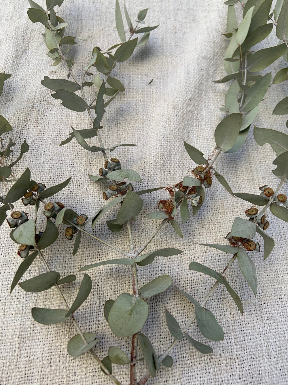 Seeded Eucalyptus Leaves